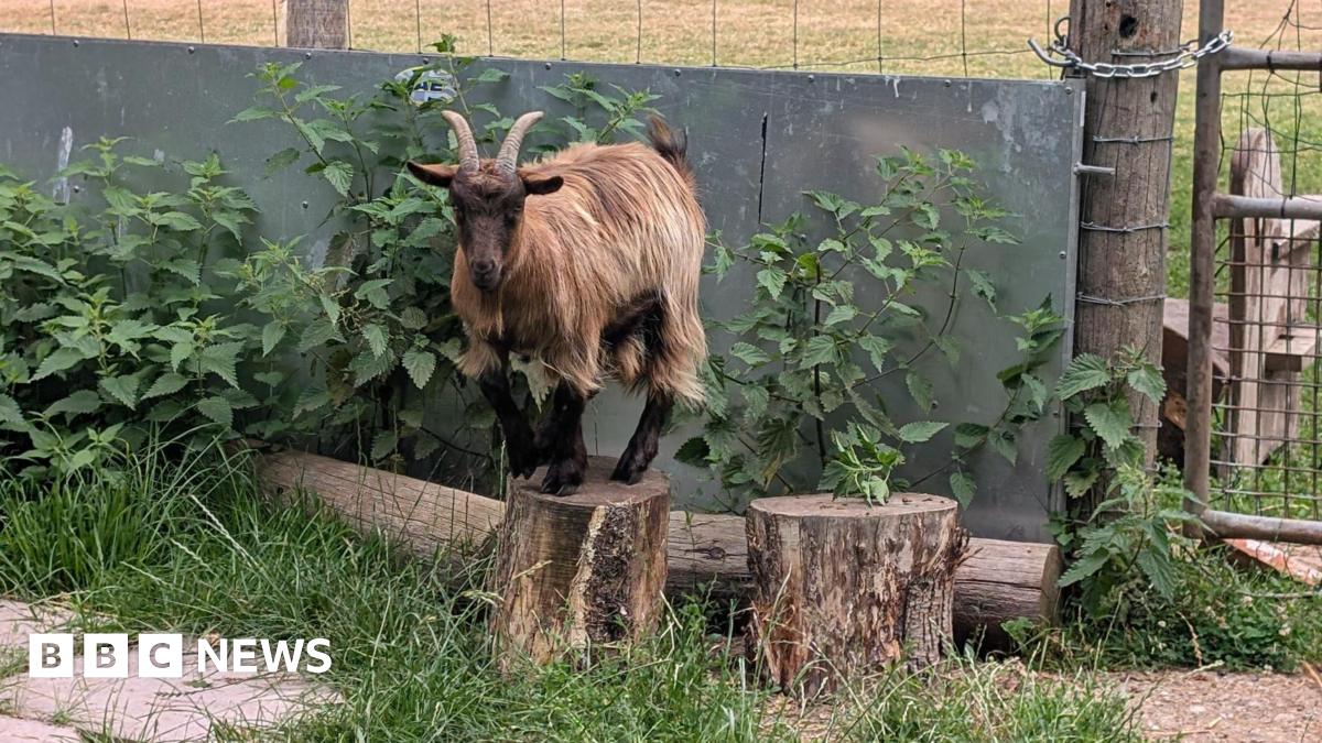 Newly rescued goat stolen from sanctuary in Boughton Monchelsea - BBC News