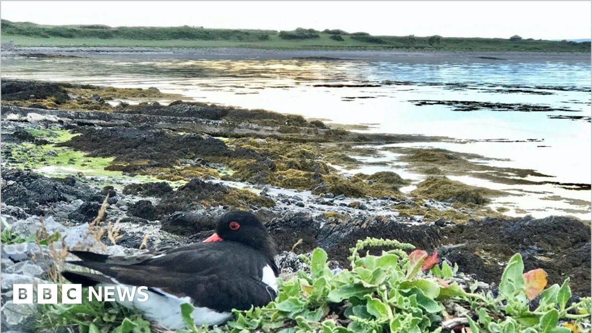 Manx charity to manage land 'for nature in perpetuity' - BBC News