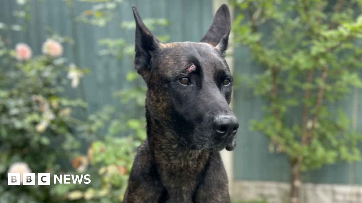 Peta calls for police dogs to be phased out - BBC News
