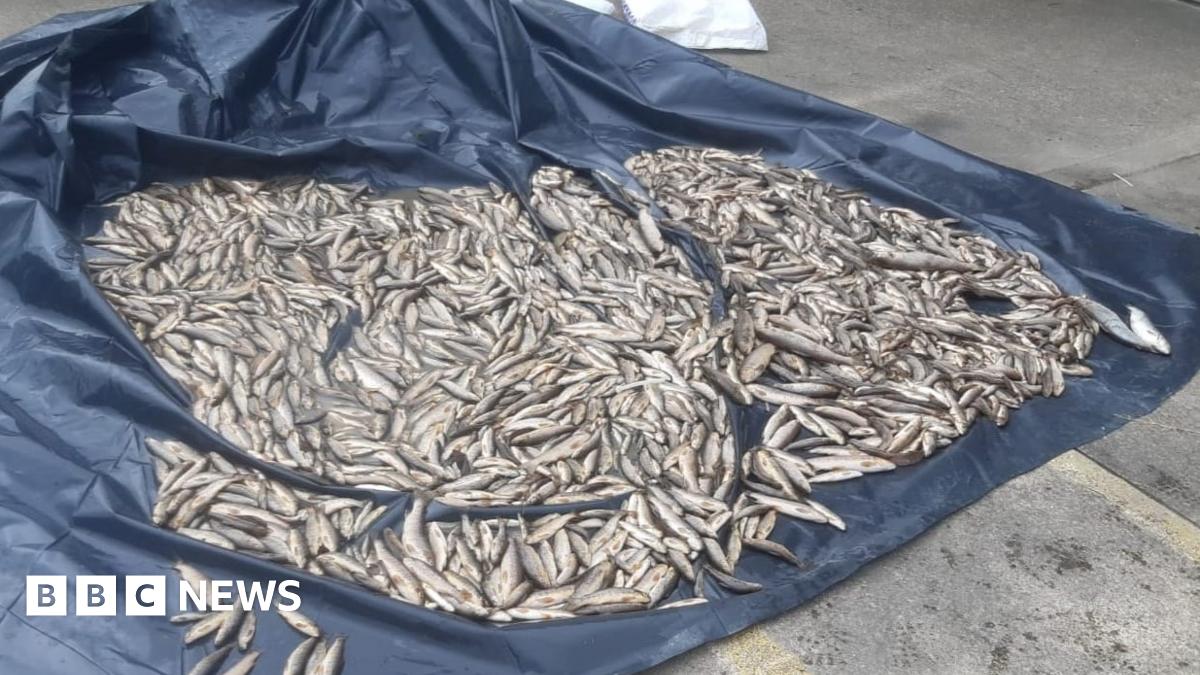 Major fish kill in County Donegal - BBC News