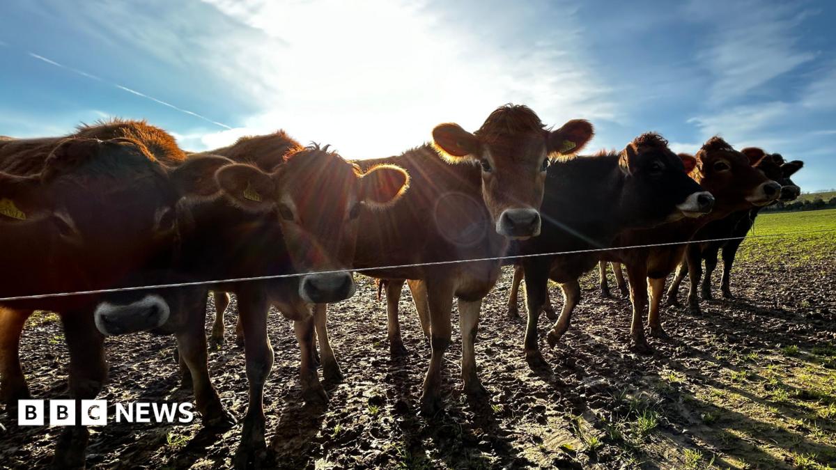More should be done to promote Jersey cows' image - society - BBC News