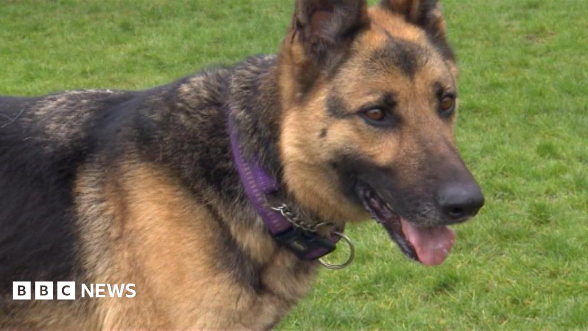 Swindon: Home sought for dog found in Romanian graveyard - BBC News