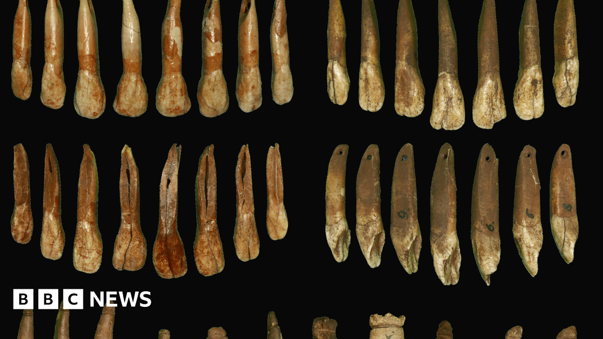 Slow cooking used to extract animal teeth for Stone Age jewellery - BBC ...