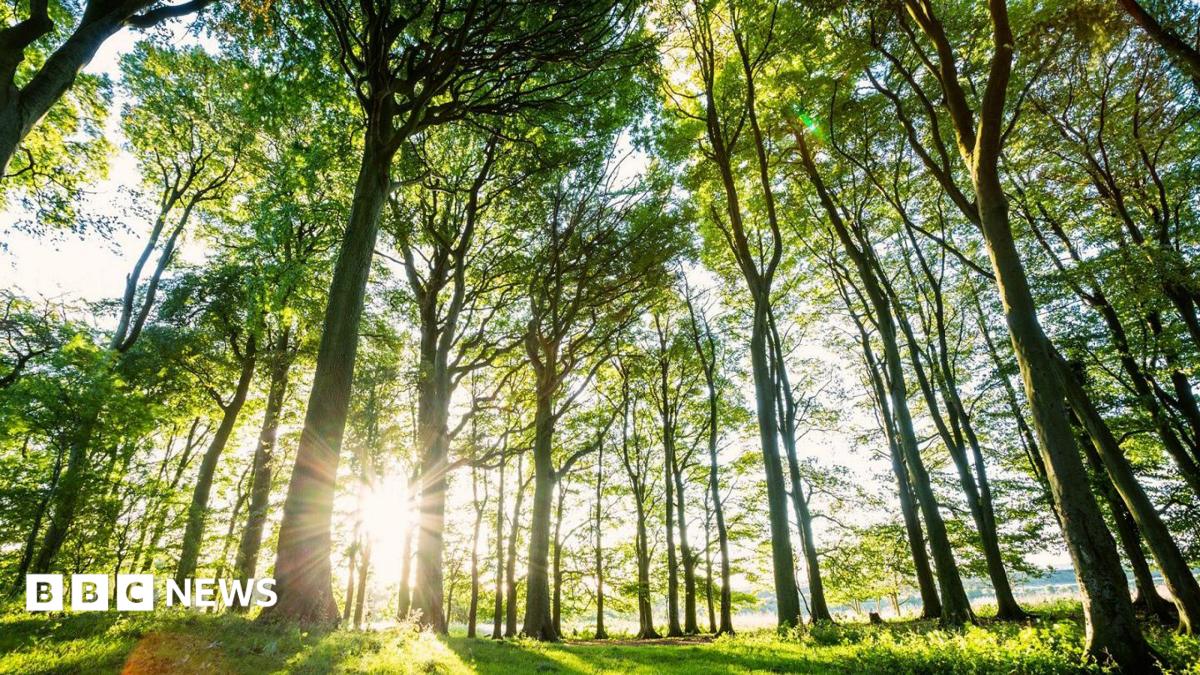 Consultation begins on plans for South Downs National Park - BBC News