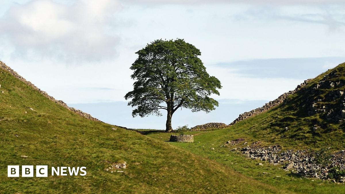 Sycamore Gap tree felling trial delayed by illness - BBC News