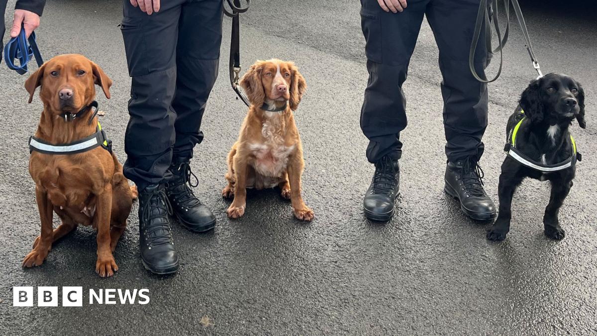 Durham police 'digi dogs' sniff out mobile phones and devices - BBC News