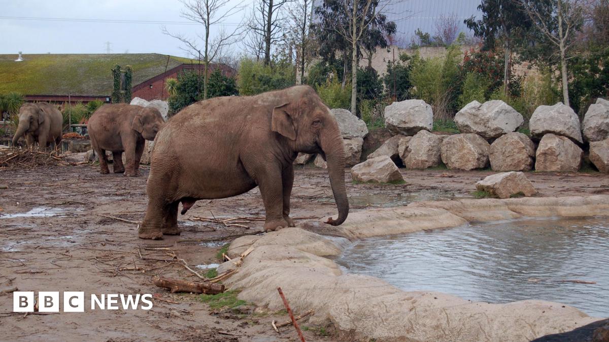 Zoo animals to get more space in 'long overdue' welfare reforms - BBC News