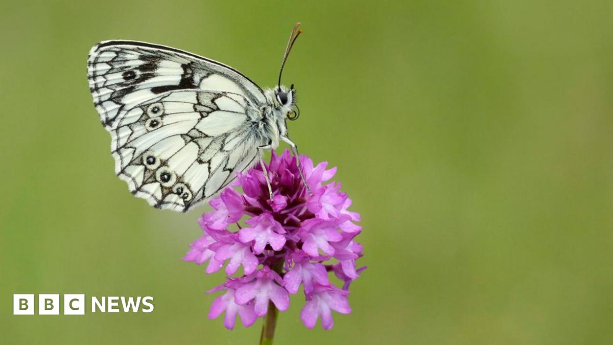 Cambridge museum's butterfly art aims to spark climate change ...