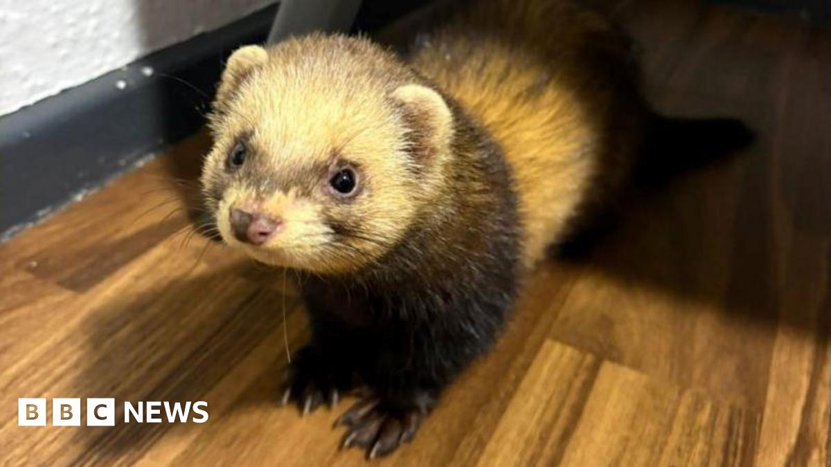 Ferret in Tadcaster police van 'ambush' reunited with owners - BBC News