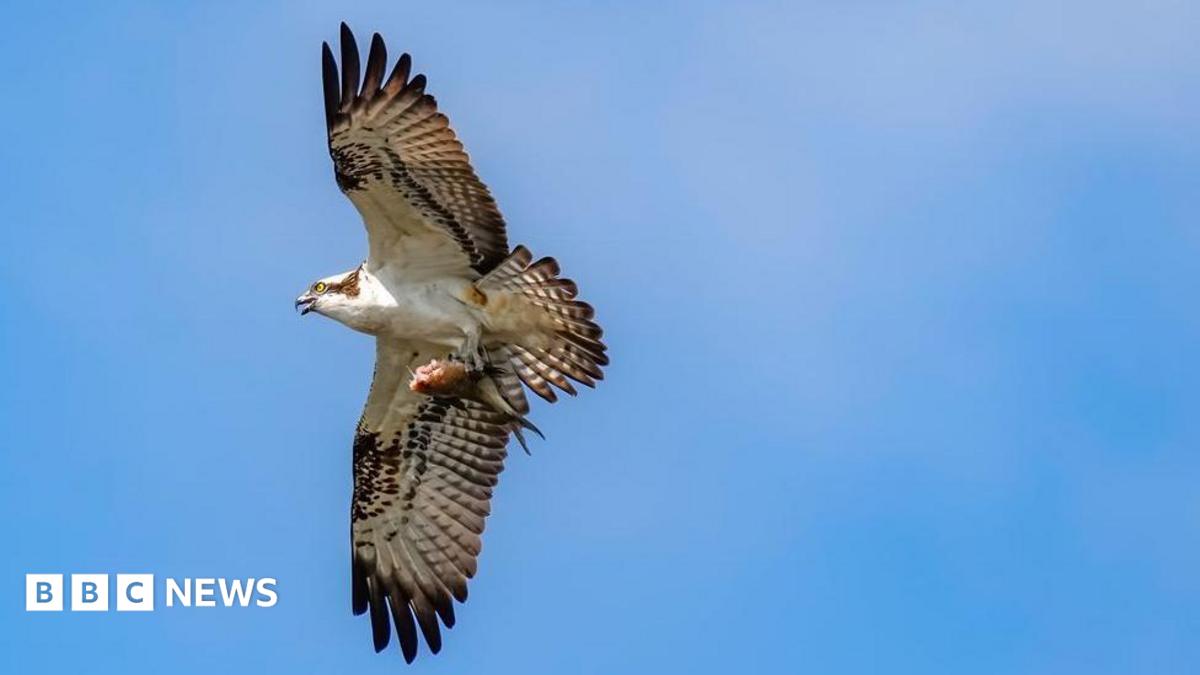 East of England's 'first osprey chicks in 250 years' hatch - BBC News