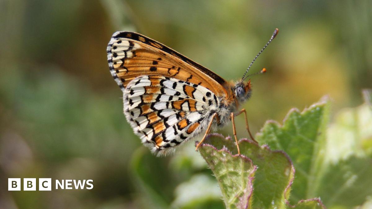 Butterfly and moth numbers in Alderney fall after wet spring - BBC News