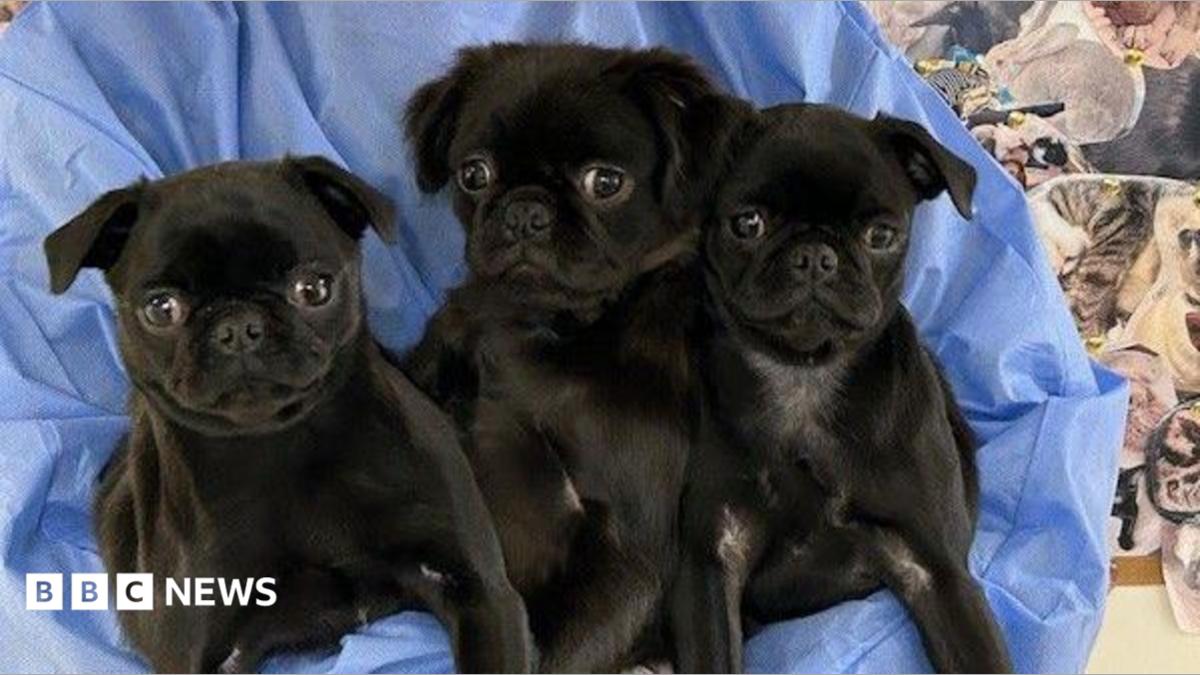 RSPCA rescues three pug puppies abandoned across Peterborough - BBC News