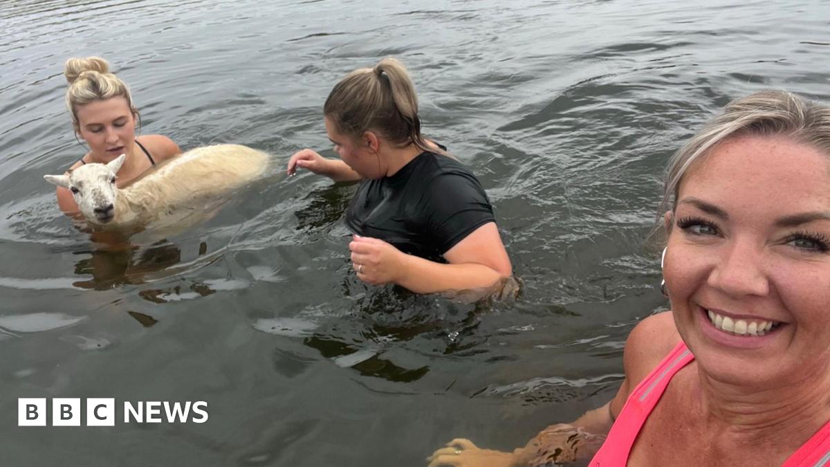 Runners dive into Cornish lake to save struggling sheep - BBC News