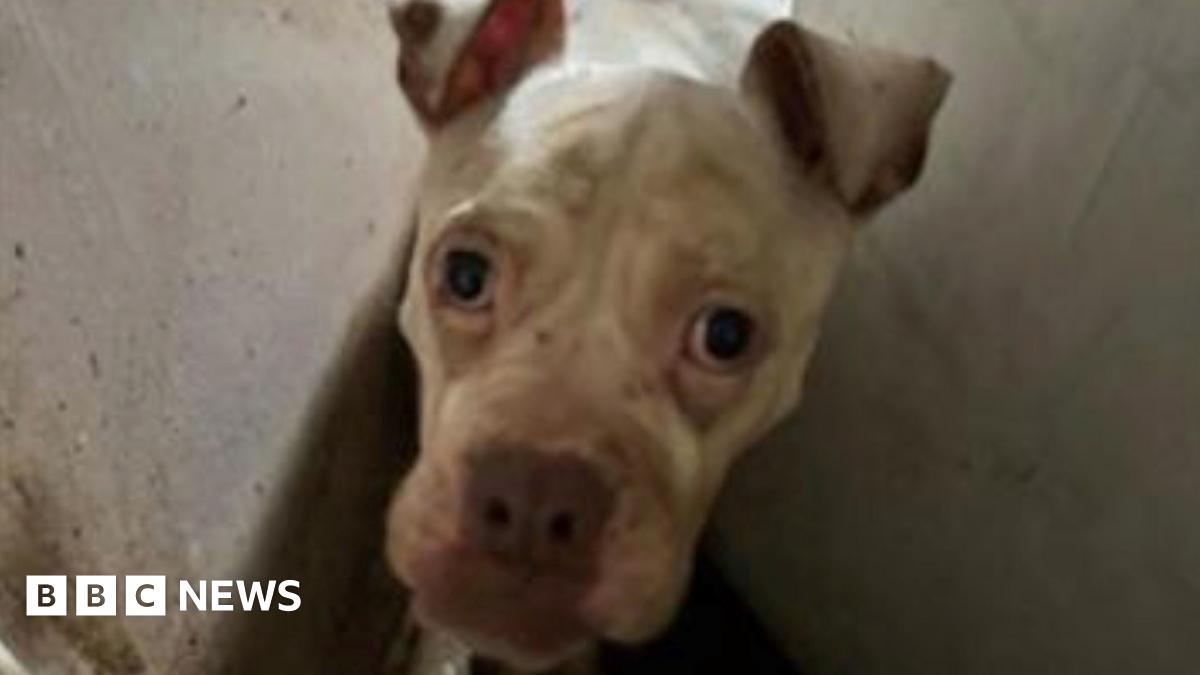 Emaciated dog rescued from abandoned home in Gosport - BBC News