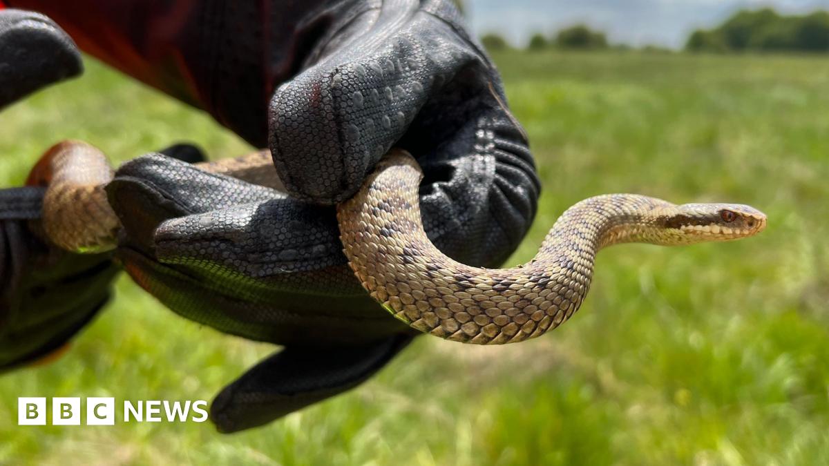 Adder warning issued in Devon after two people bitten - BBC News