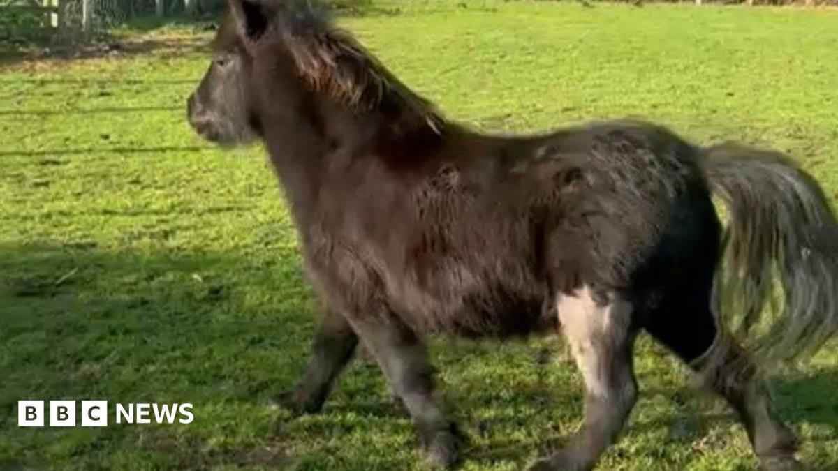 Bournemouth: Family 'ecstatic' as pony shot with BB gun recovers - BBC News
