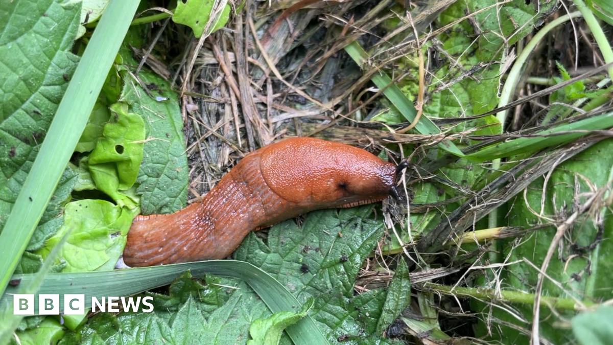 Slugs and snails are vital, says Devon Wildlife Trust - BBC News