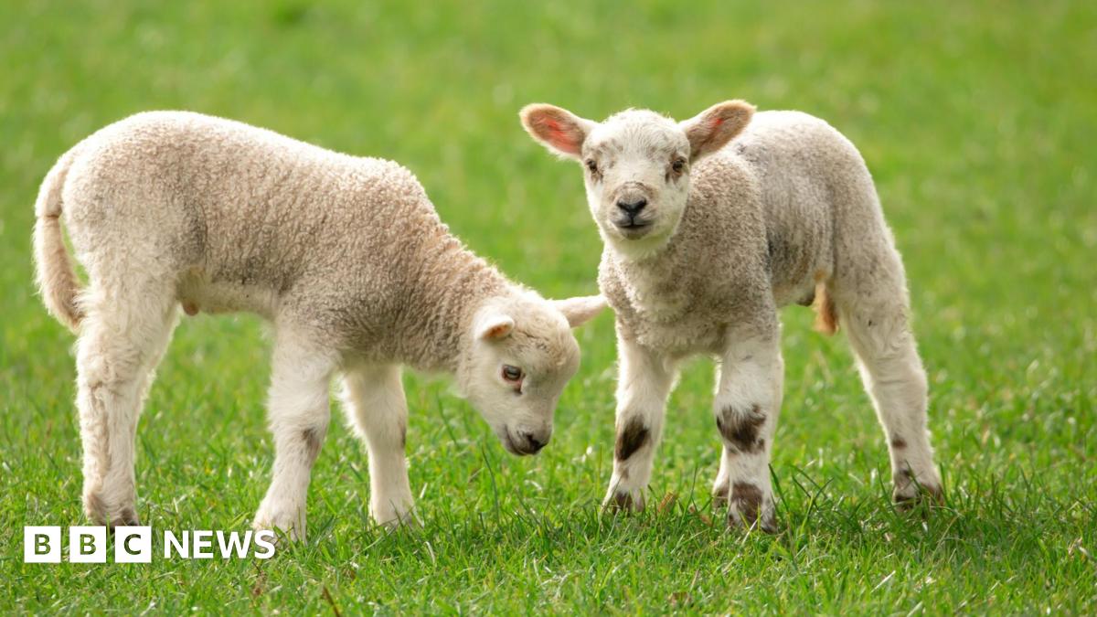 Woman in court after lambs injured in Yorkshire Dales dog attack - BBC News