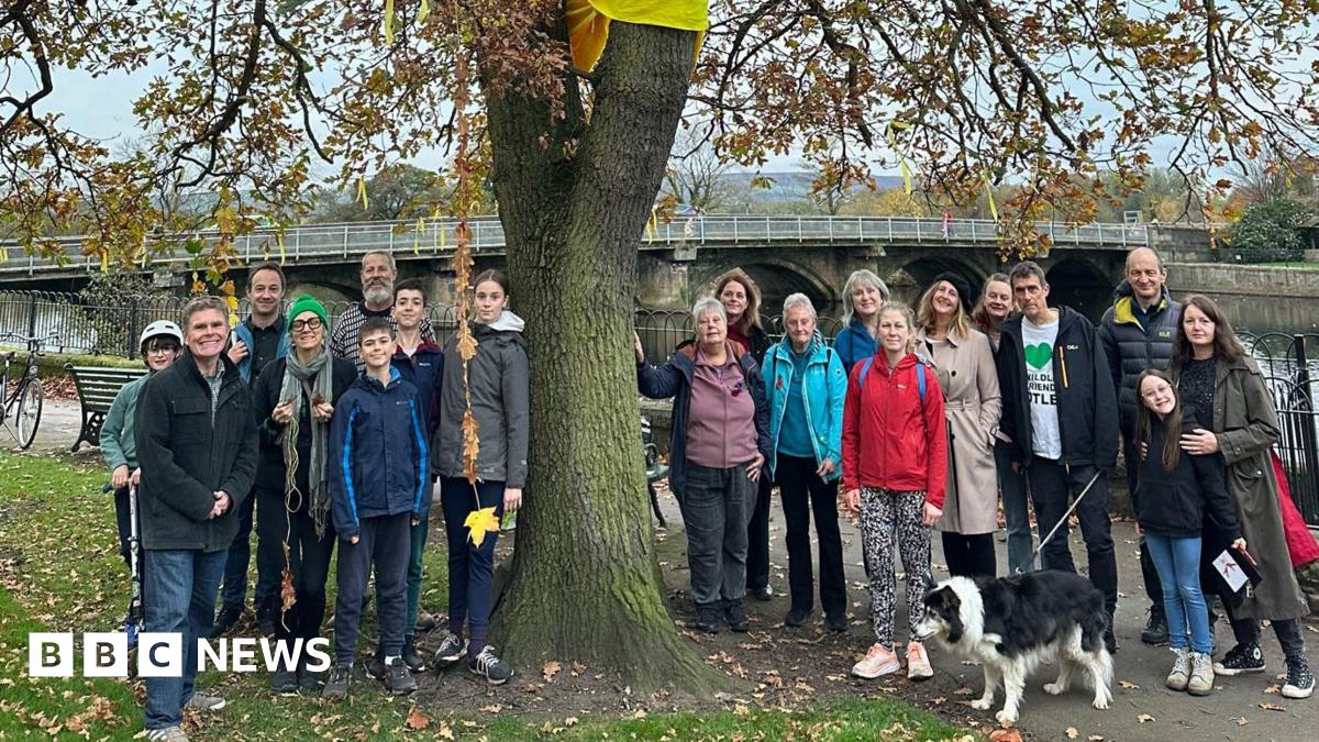 Otley's 180-year-old oak tree to be felled for bridge repairs - BBC News