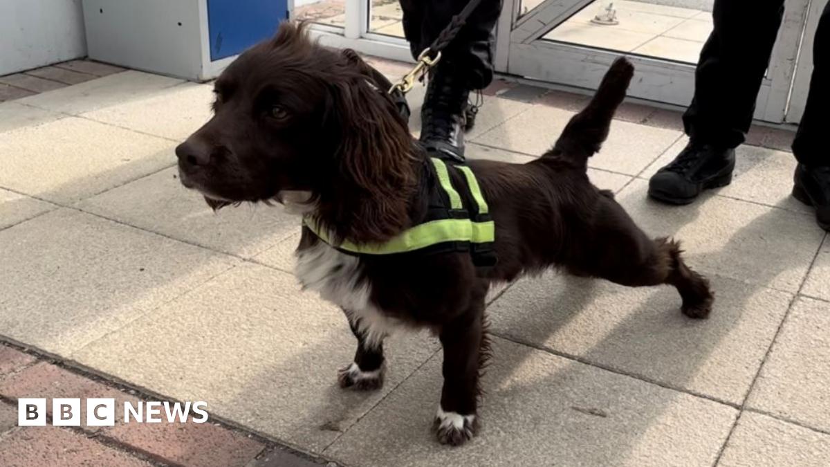 The digital detection dogs helping police sniff out technology - BBC News