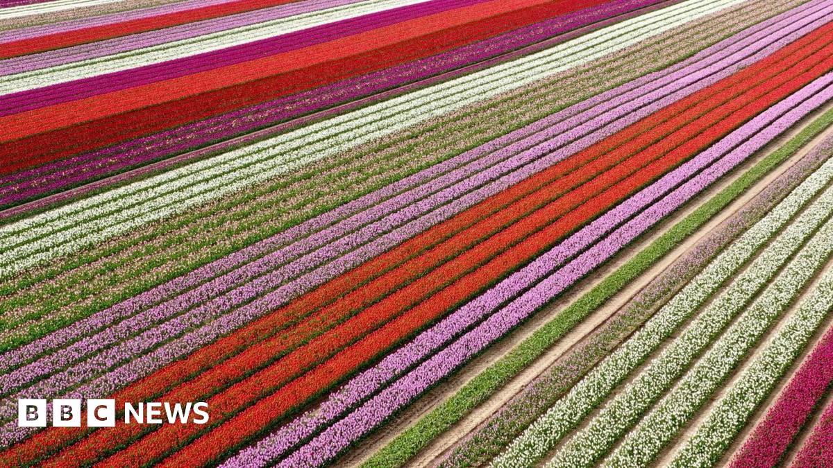'Popular' Norfolk tulip field's Wicked fame delights fans - BBC News