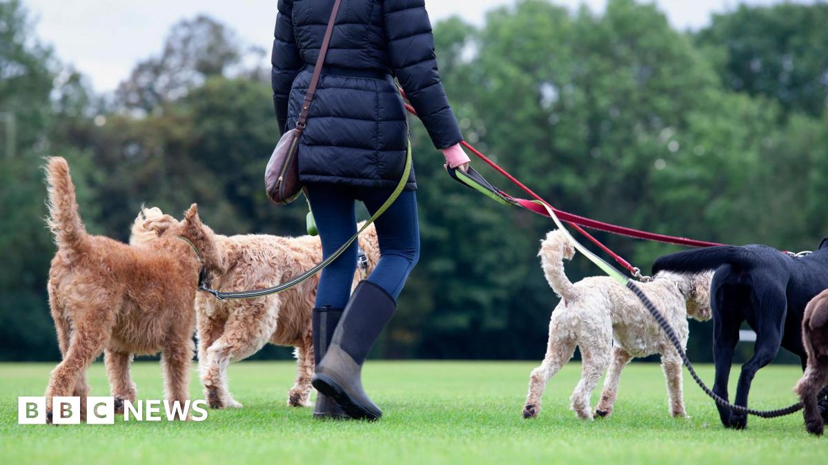 Reigate and Banstead: Calls for dog walking rules to be relaxed - BBC News