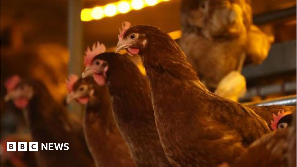 Third Suffolk bird flu case confirmed at Honington unit - BBC News