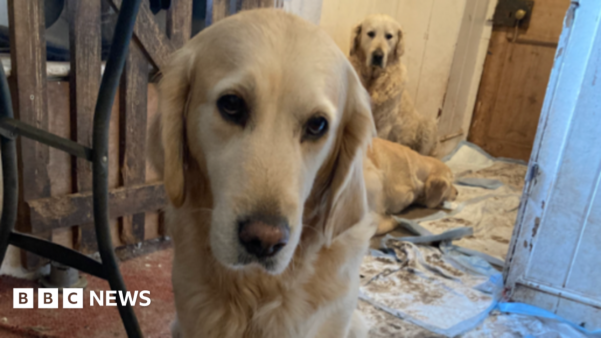 Golden Retriever Experience owner gets dog ban after animal deaths ...