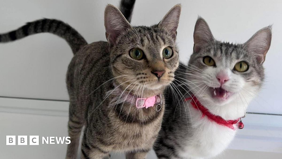 Suffolk sanctuary celebrates rescuing cats for 100 years - BBC News