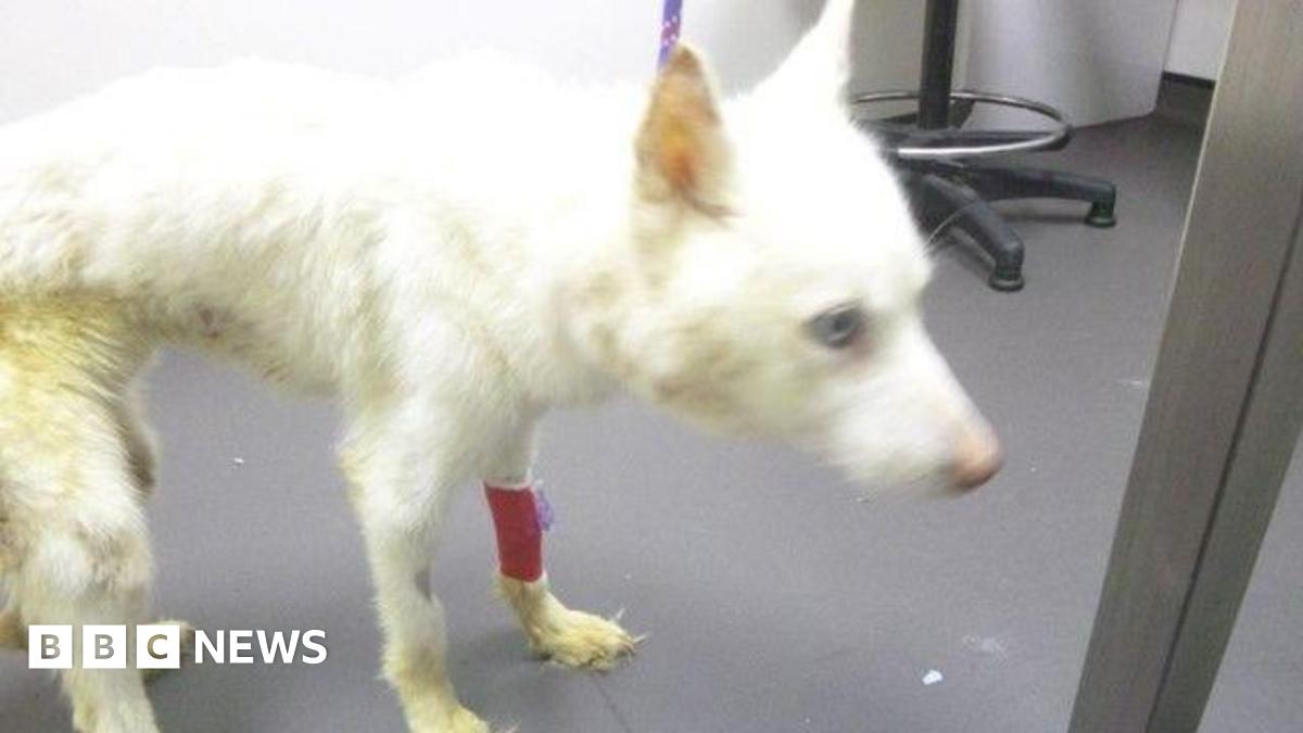 Dog put down after 'worst case of animal cruelty' by Matson woman - BBC ...