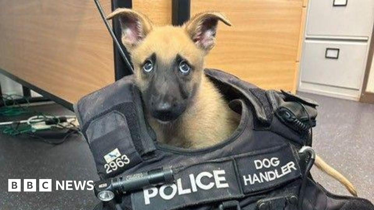 Stray puppy found roaming streets recruited to police force - BBC News