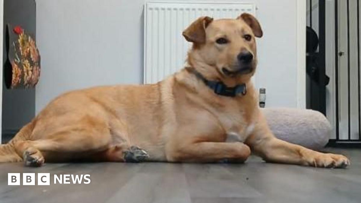 Margate house fire started by dog 'switching on toaster' - BBC News