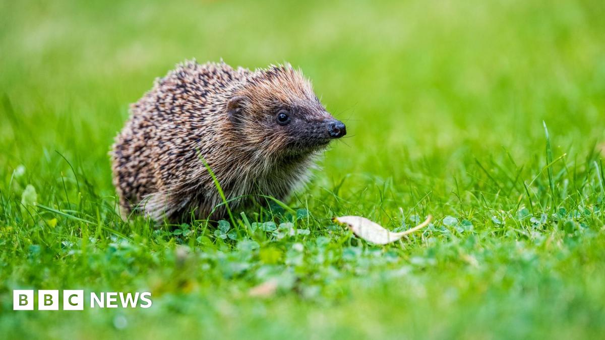 New rescue centre near Bere Regis 'fills gap in hedgehog care' - BBC News