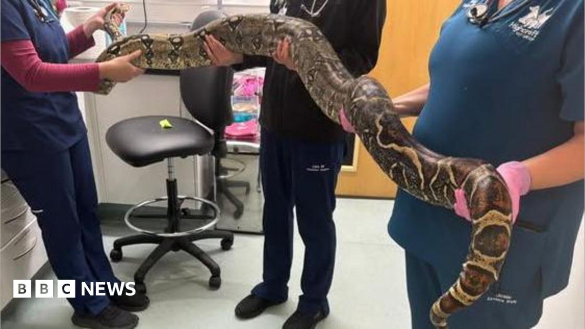 Boa constrictor found near school by dog walker - BBC News