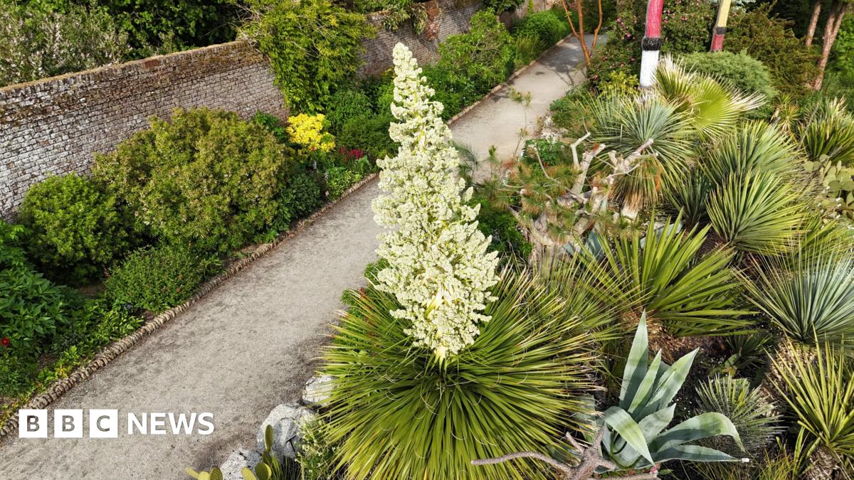 Exotic plant blooms for first time in Kent's world garden - BBC News