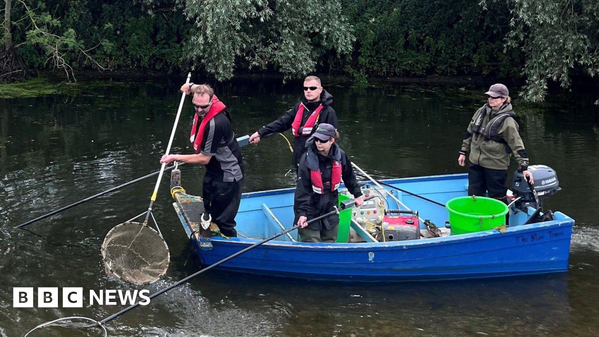 Survey of River Stour at Dedham finds more than 600 fish - BBC News