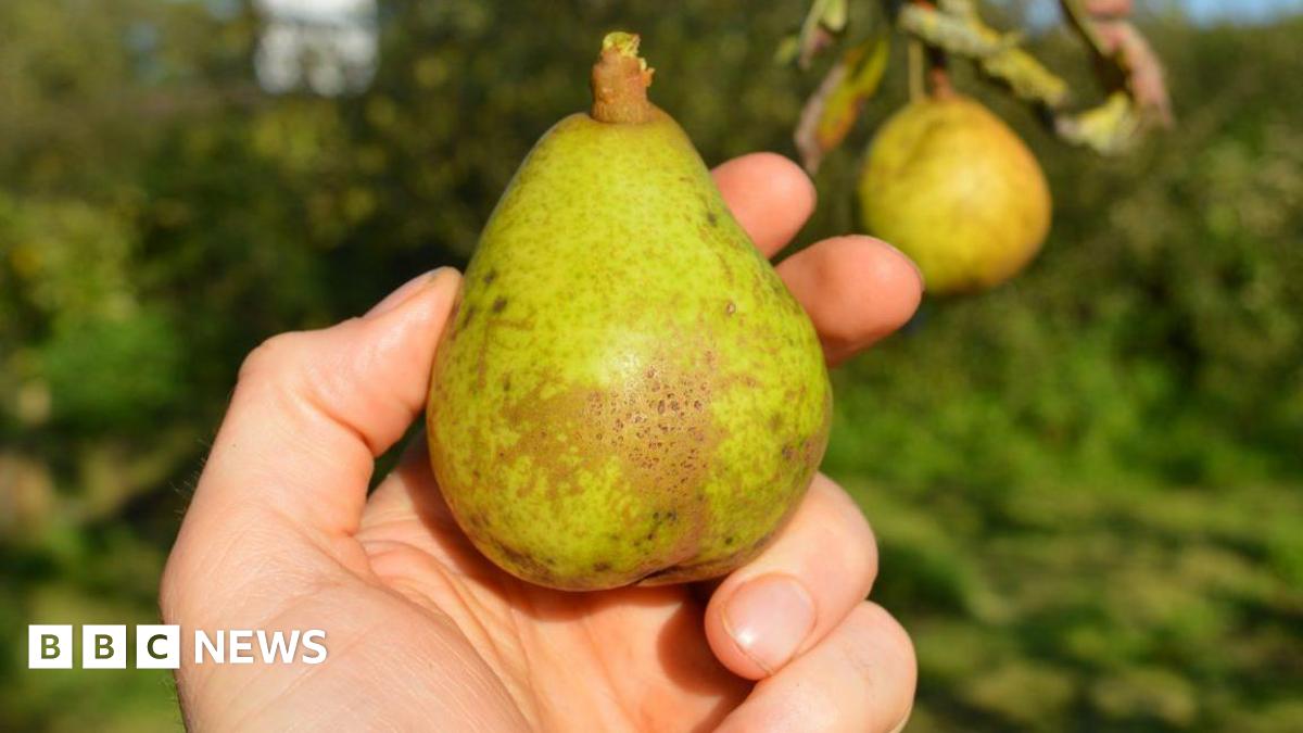 'I want to save my unique pear trees from extinction' - BBC News
