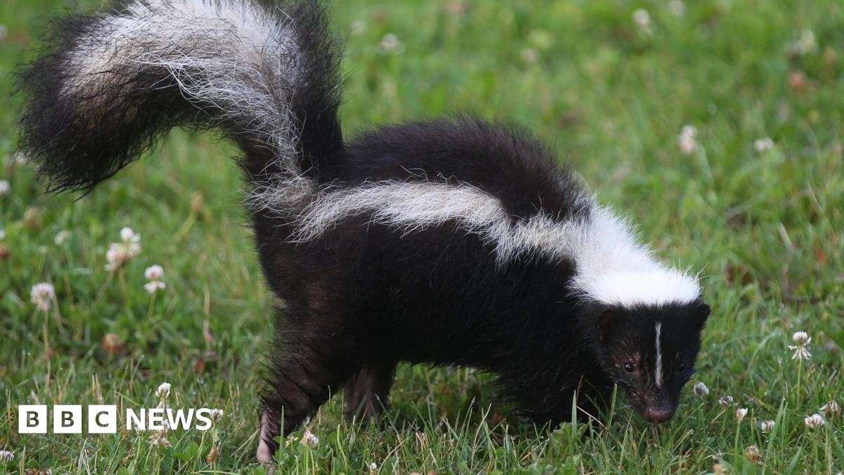 Skunk on the run near Sudbury after escaping from owner's garden - BBC News