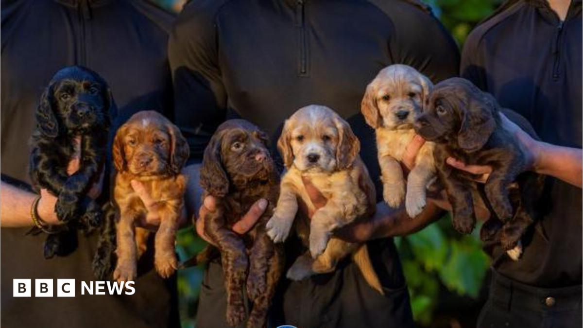 WW1 names for West Midlands Police's Remembrance Sunday pups - BBC News