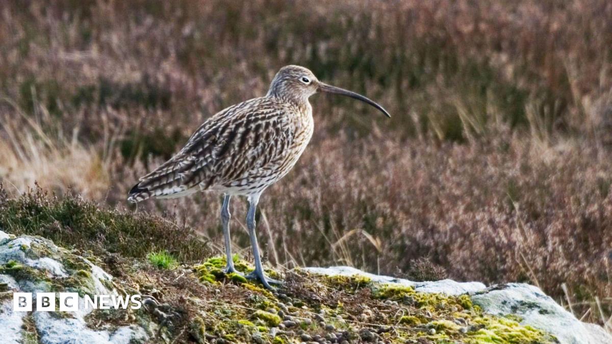 'Emergency' as birds that define Britain on the brink of extinction ...
