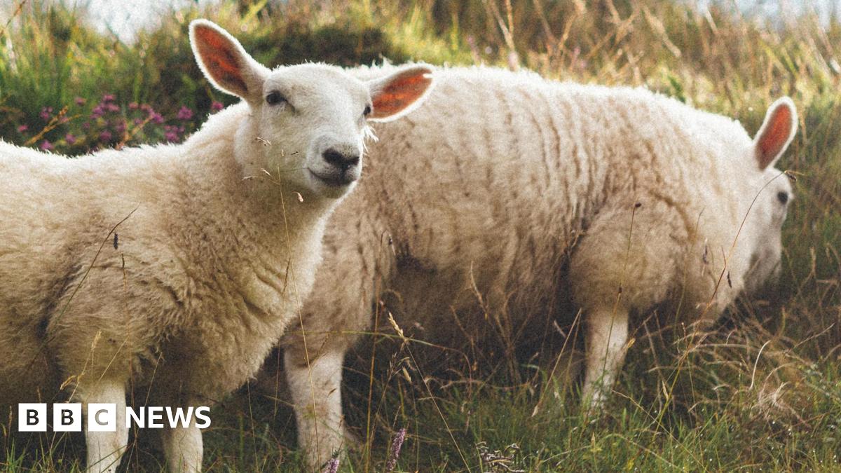 Rural crime up in North East but down in Cumbria - BBC News