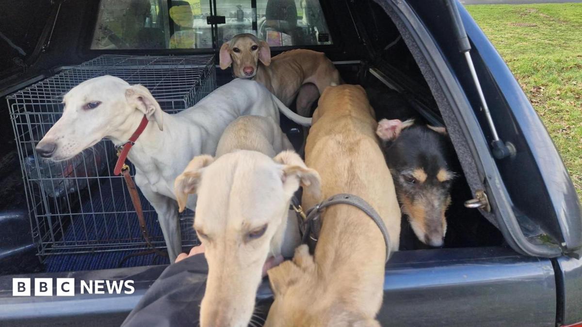 Suspected hare coursing dogs seized in Cambridgeshire - BBC News