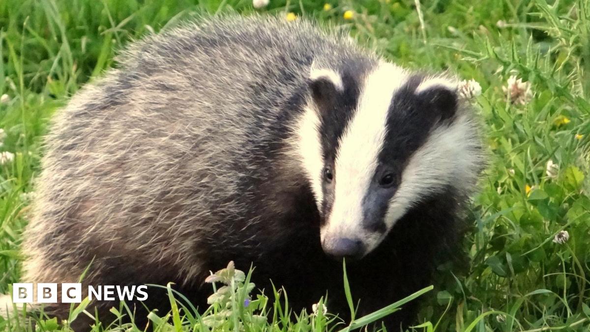 Dying badger found in Worcestershire with gun shot wound to head - BBC News