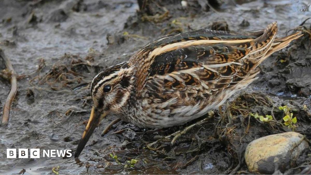 Teesside bird tracking antenna picks up first sightings - BBC News