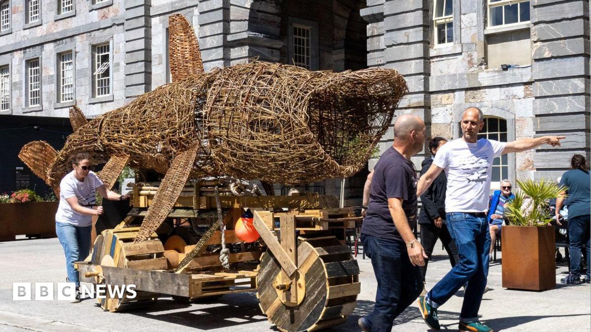 Giant wicker shark in Plymouth to raise conservation awareness - BBC News