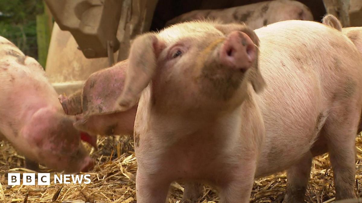 Farmer urges action to save rare British Lop pigs - BBC News