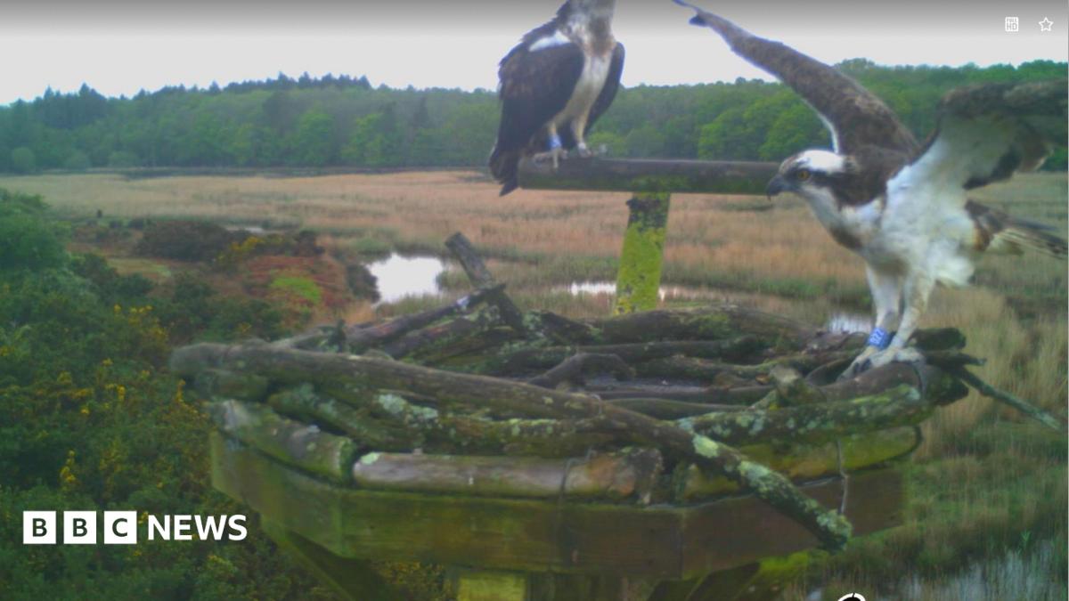 Poole Harbour ospreys: Bird returns to nest after two years - BBC News
