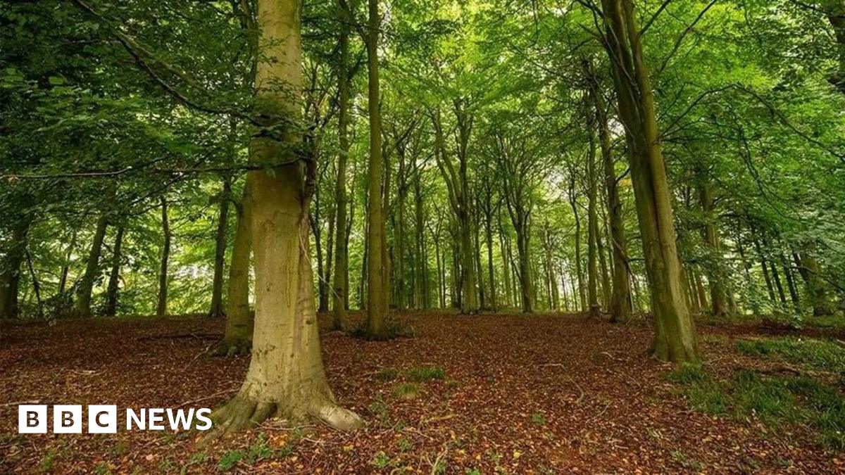 Ancient woodland near Louth to be restored for native species - BBC News