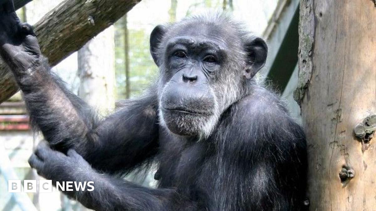 Life story of PG Tips chimp cared for at Twycross Zoo revealed - BBC News