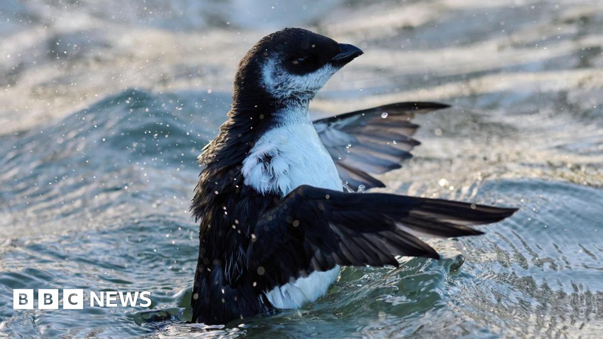 Seabird spotted in Leicestershire for first time since 2007 - BBC News
